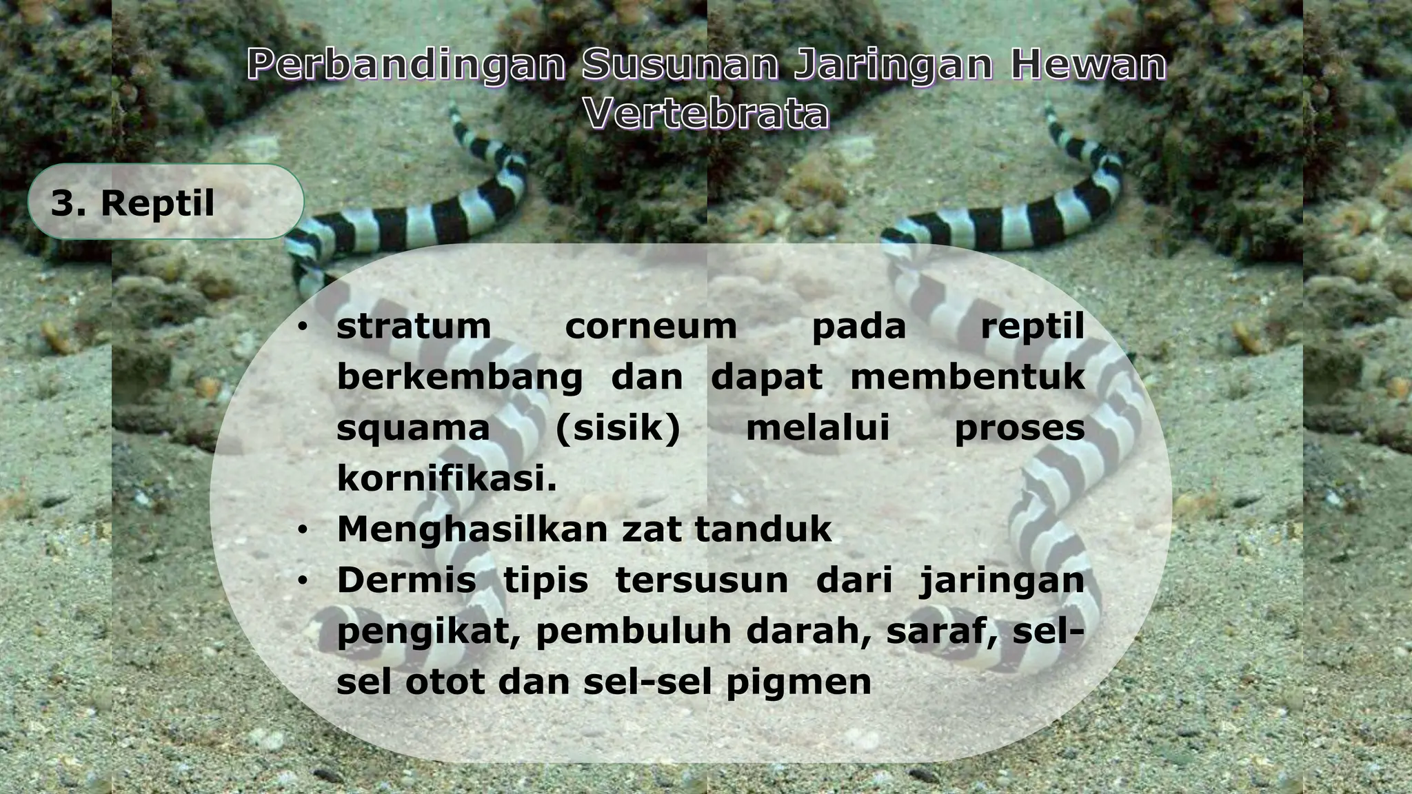 Power Point Materi Sistem Integumen.pptx