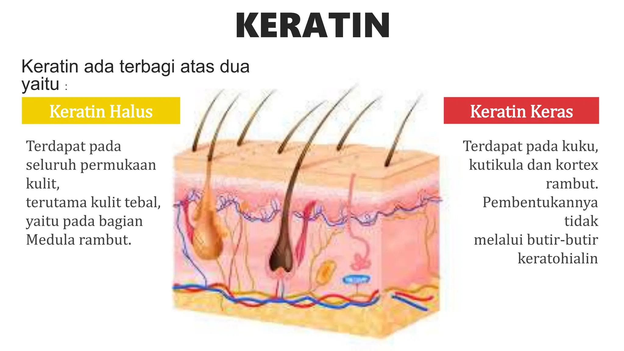 Power Point Materi Sistem Integumen.pptx