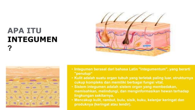 Power Point Materi Sistem Integumen.pptx