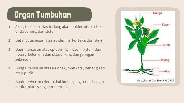 PPT Sistem Jaringan Tumbuhan.pptx