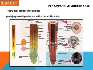 Ppt sistem jaringan tumbuhan | PPTX