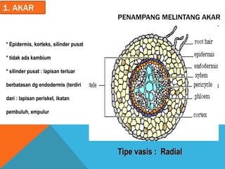 Ppt sistem jaringan tumbuhan | PPTX