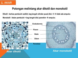 Ppt sistem jaringan tumbuhan | PPTX