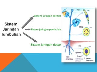 Ppt sistem jaringan tumbuhan | PPTX