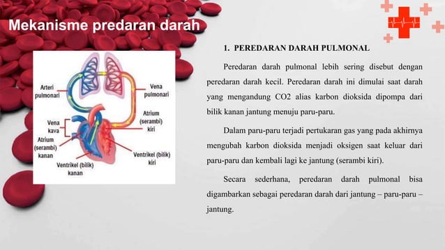 Ppt_sistem_kardiovaskular pada manusia.pptx