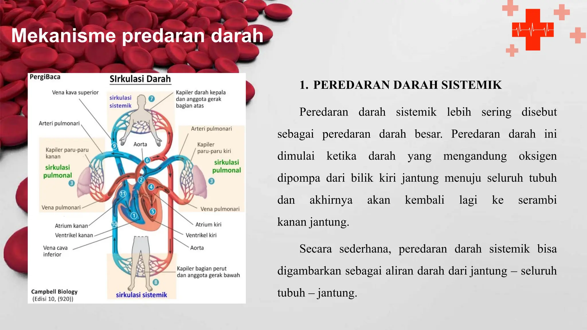 Ppt_sistem_ DARAH MANUSIA kardiovaskular.pptx