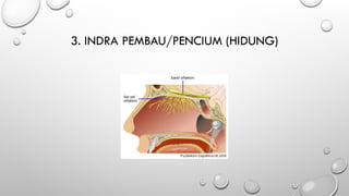 PPT Sistem Koordinasi Manusia Sistem Indra.pptx