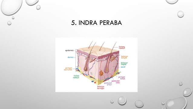 PPT Sistem Koordinasi Manusia Sistem Indra.pptx