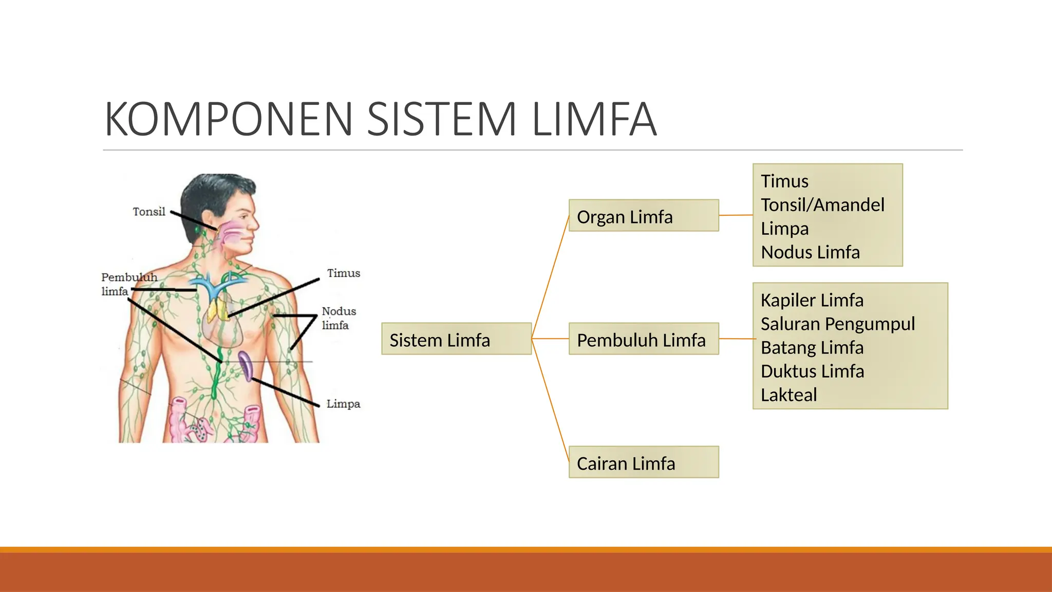 power point presentation sistem limfatik | PPTX