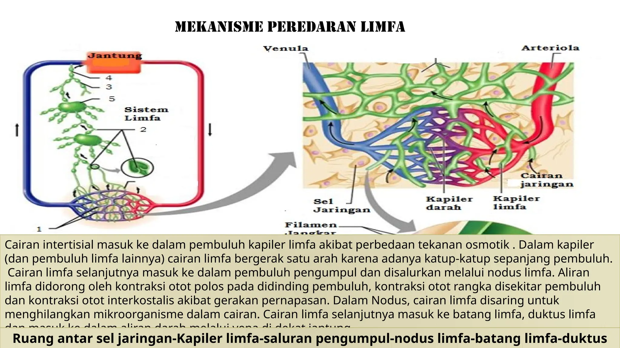 power point presentation sistem limfatik | PPTX
