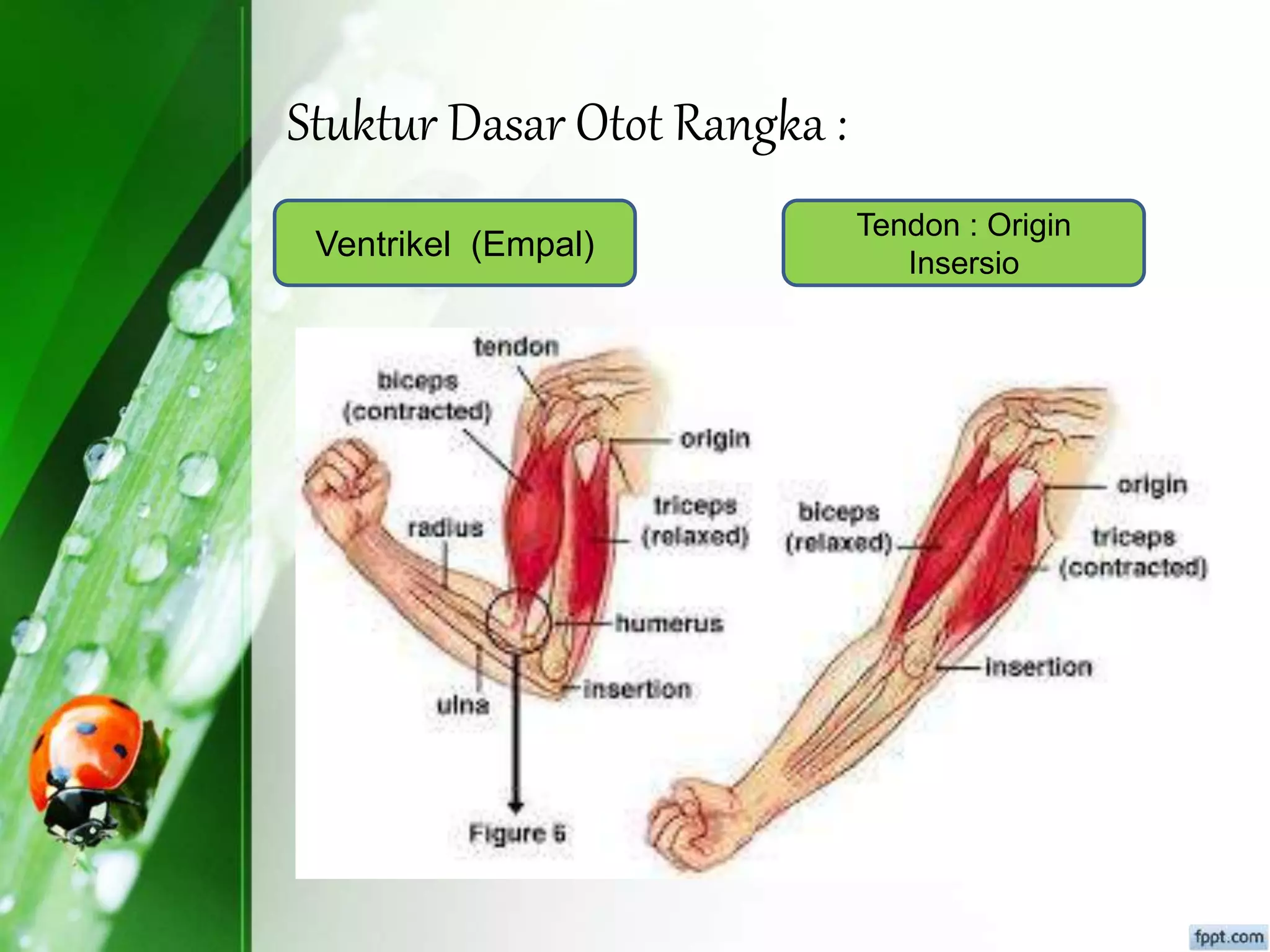 Ppt sistem otot rangkaaa | PPTX