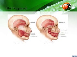 Ppt sistem otot rangkaaa | PPTX