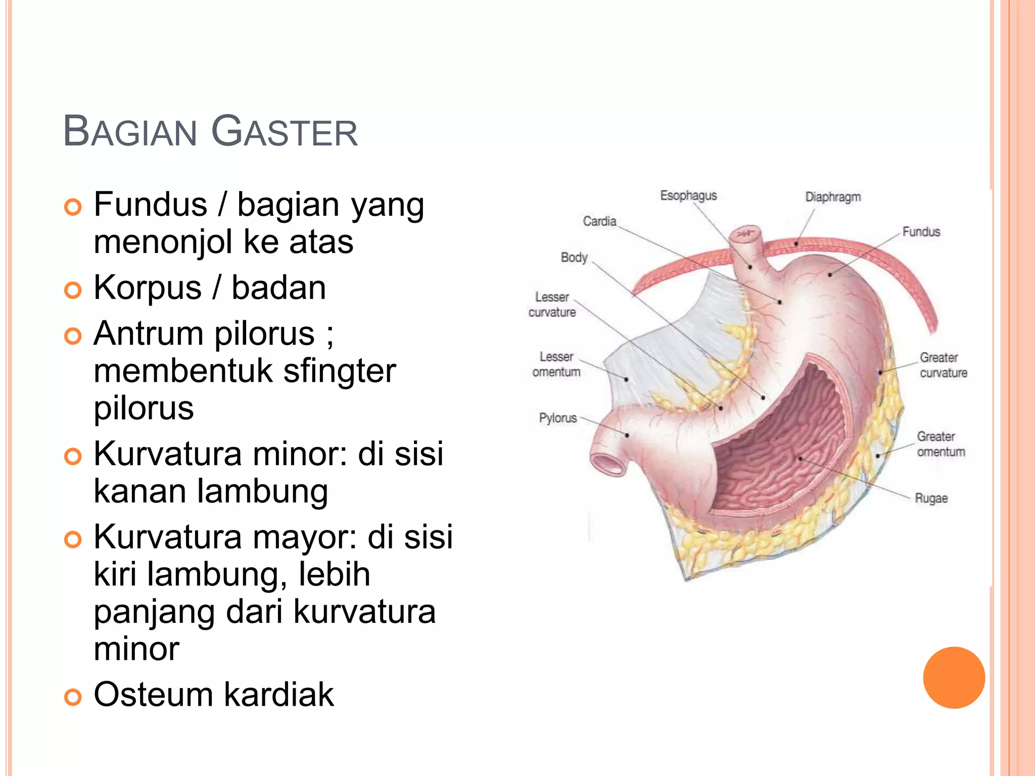 PPT_SISTEM_PENCERNAAN (1).pptx