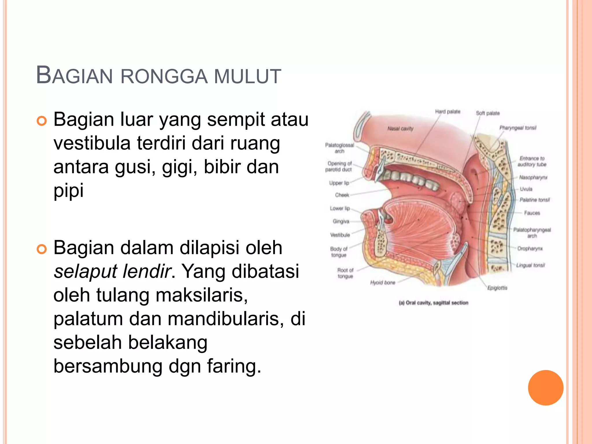 PPT_SISTEM_PENCERNAAN (1).pptx