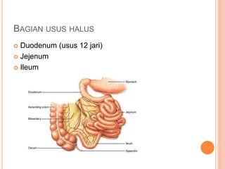 PPT_SISTEM_PENCERNAAN (1).pptx
