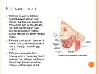 PPT_SISTEM_PENCERNAAN (1).pptx