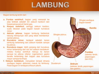 PPT Sistem Pencernaan Pertemuan 1.pptx