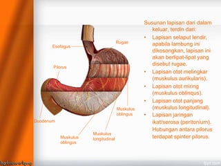 PPT Sistem Pencernaan Pertemuan 1.pptx