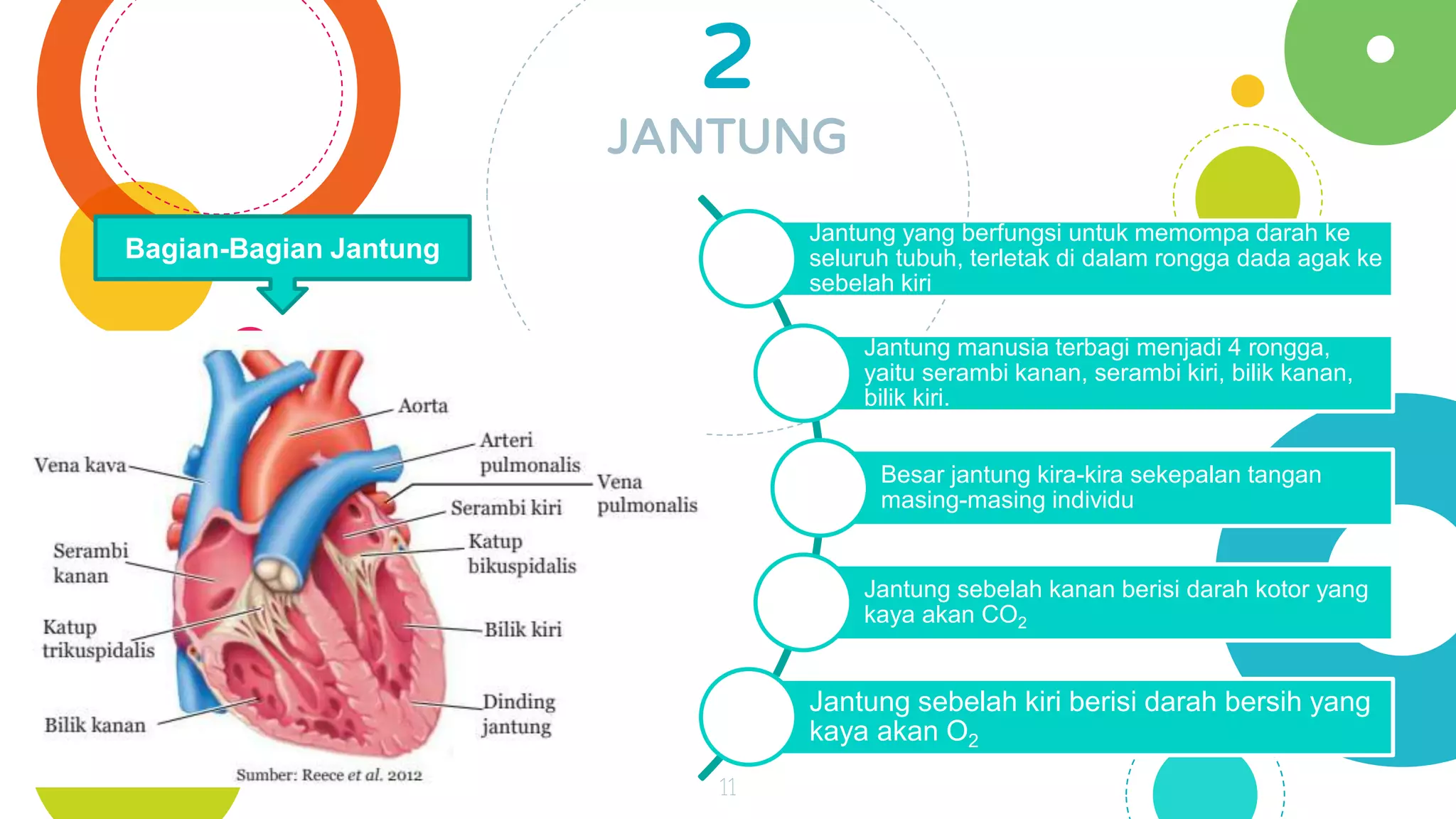 PPT SISTEM PEREDARAN DARAH.pptx