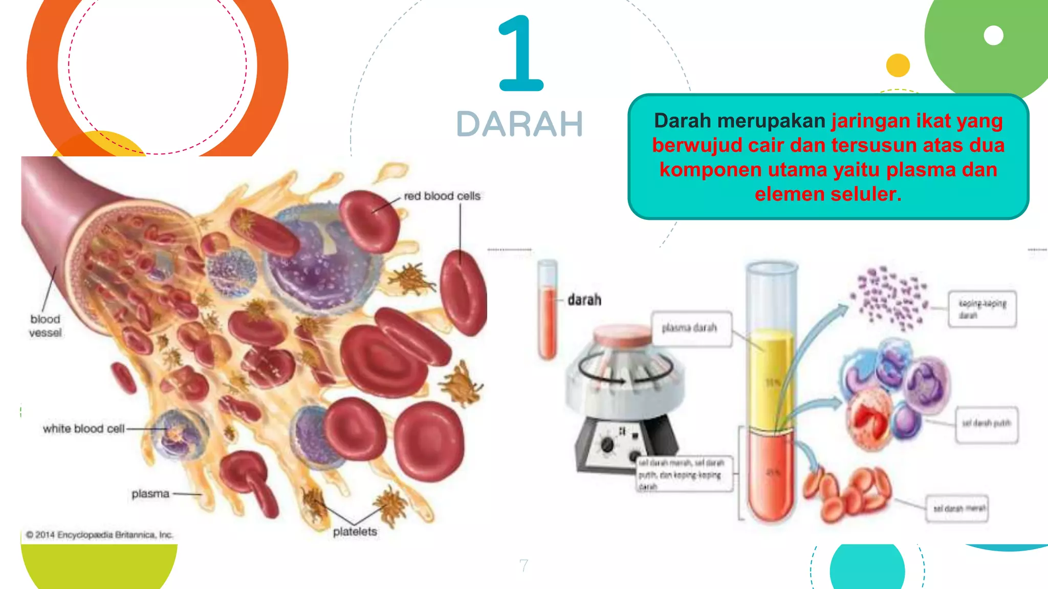 PPT SISTEM PEREDARAN DARAH.pptx