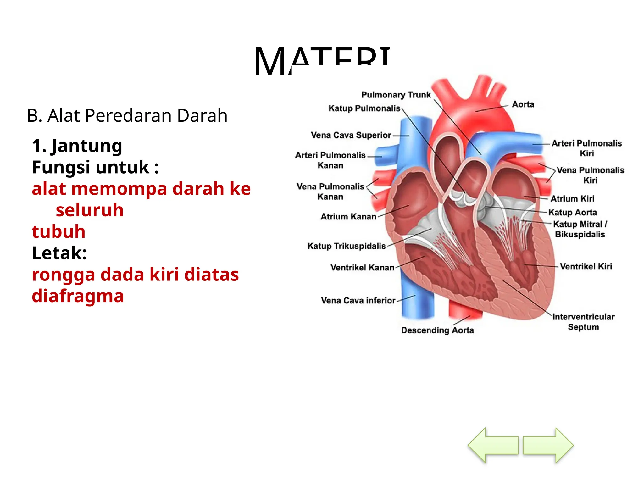 PPT_SISTEM_PEREDARAN_DARAH_PADA_MANUSIA.pptx