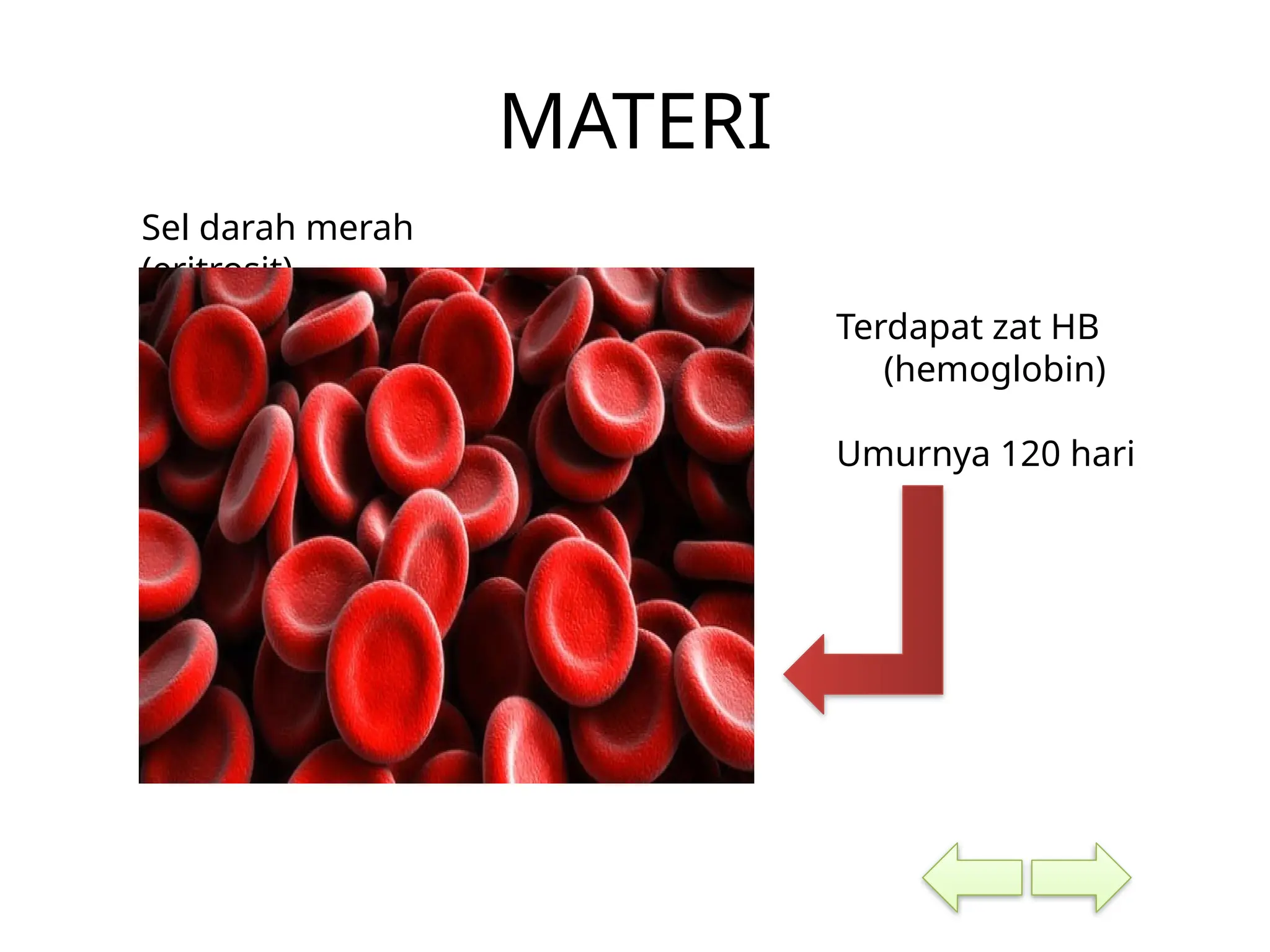 PPT_SISTEM_PEREDARAN_DARAH_PADA_MANUSIA.pptx