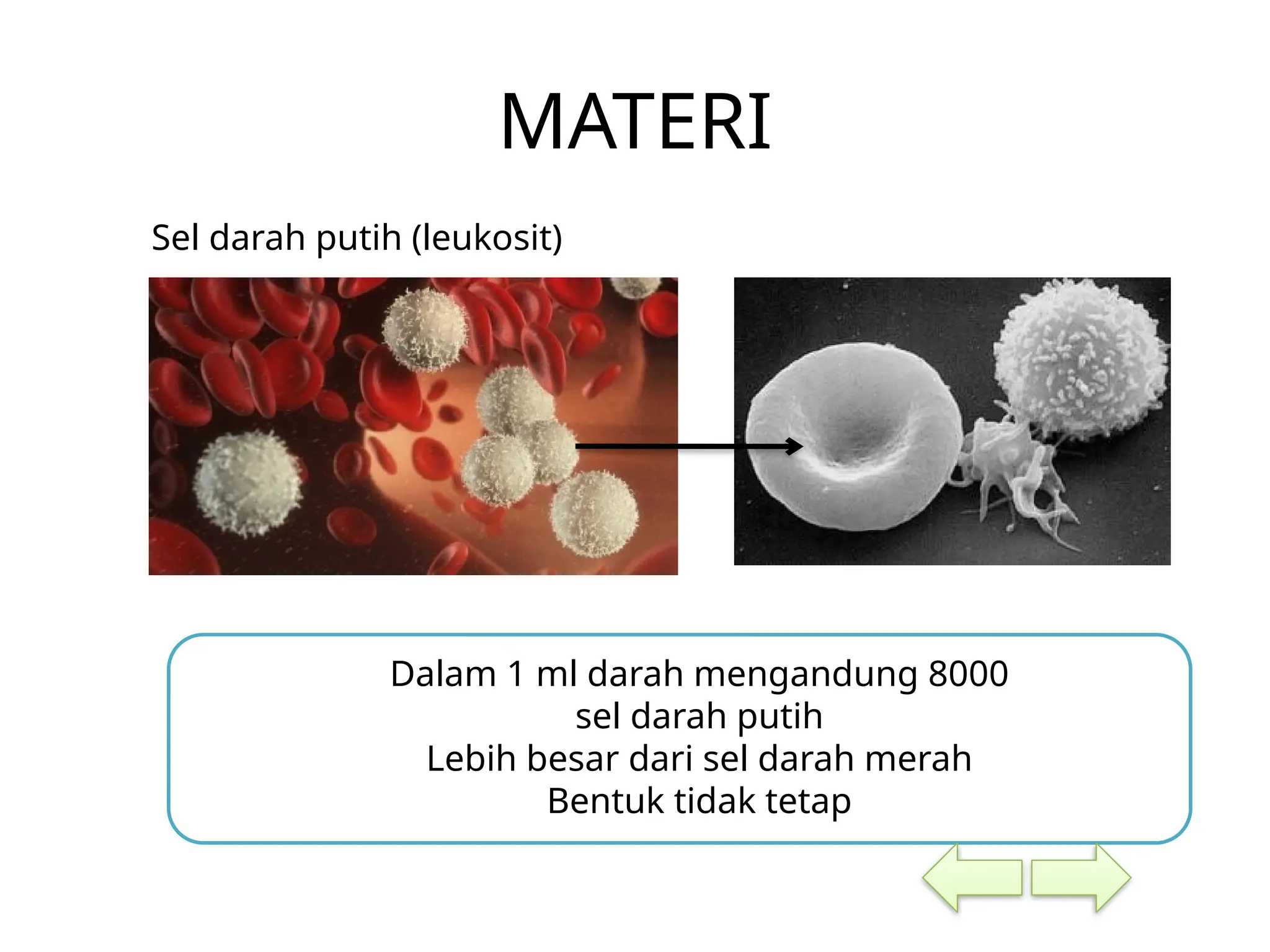 PPT_SISTEM_PEREDARAN_DARAH_PADA_MANUSIA.pptx