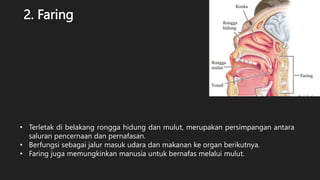 ppt Sistem Pernafasan Manusia.pptx