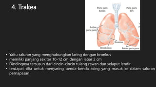 ppt Sistem Pernafasan Manusia.pptx
