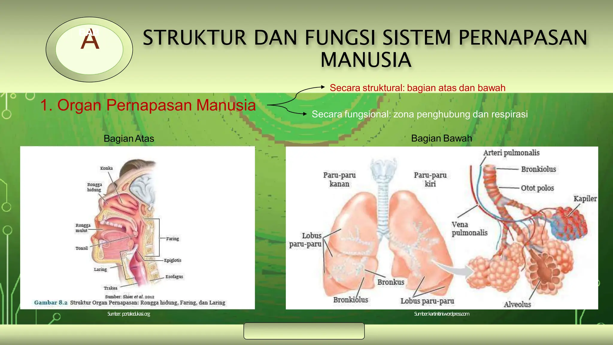 ppt sistem pernapasan.pdf
