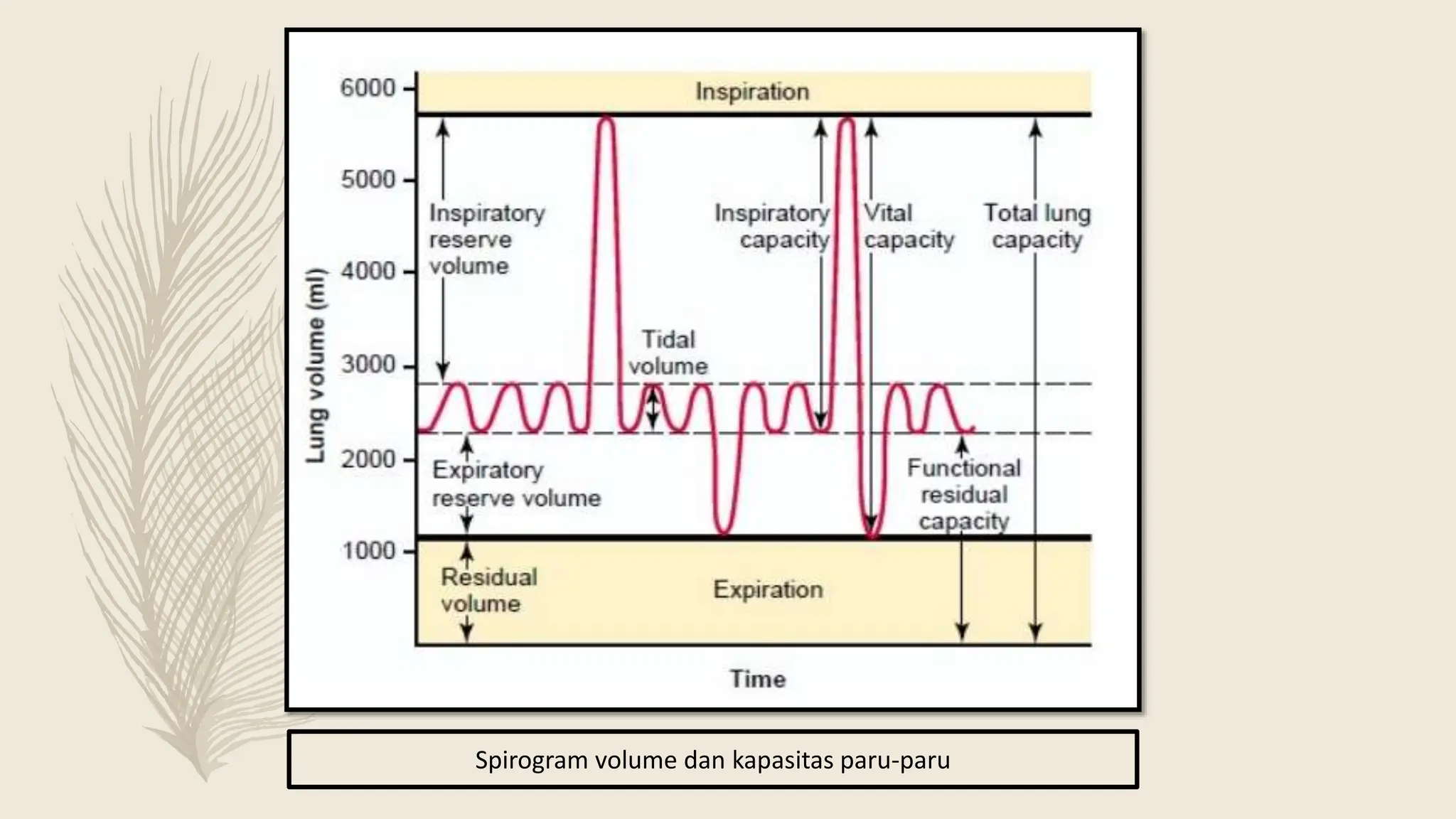 PPT_SISTEM PERNAPASAN SMA KELAS XI .pptx