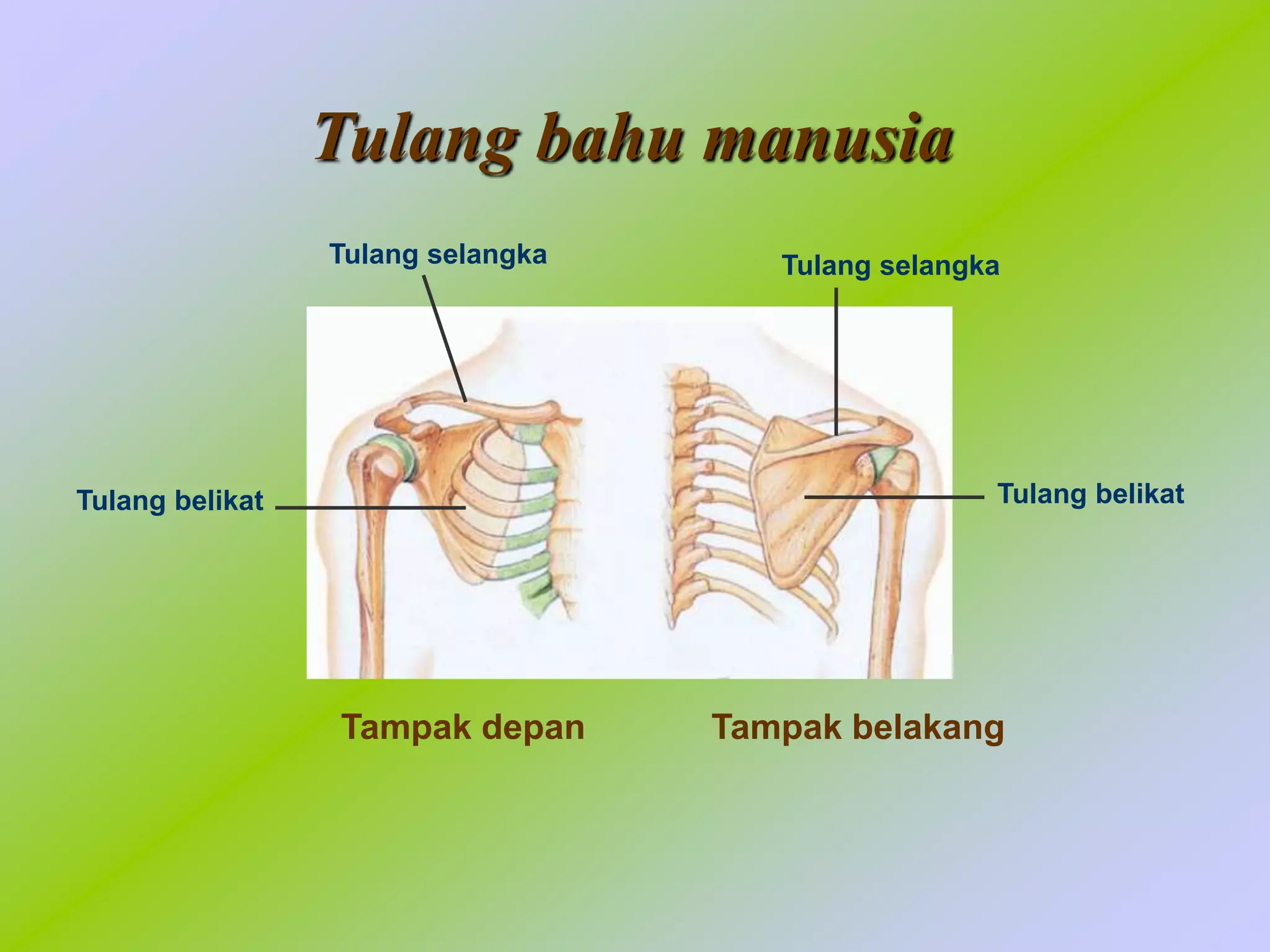 PPT SISTEM RANGKA.ppt