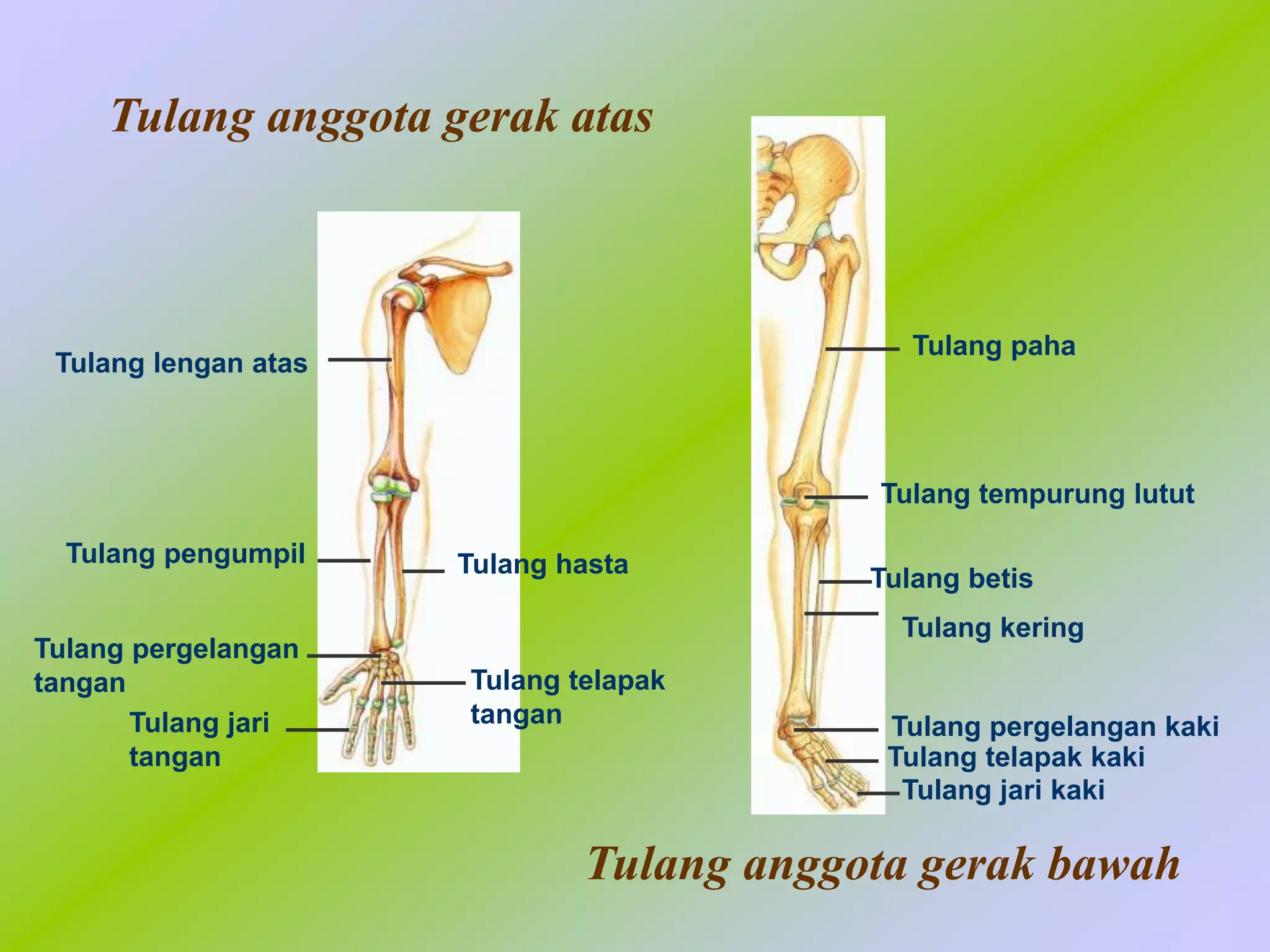 PPT SISTEM RANGKA.ppt