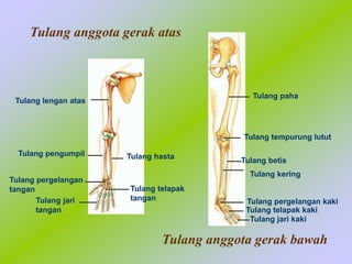 PPT SISTEM RANGKA.ppt