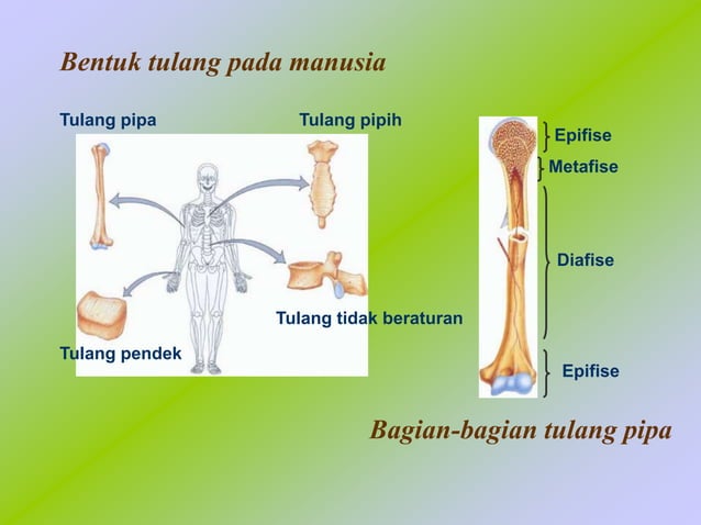 PPT SISTEM RANGKA.ppt