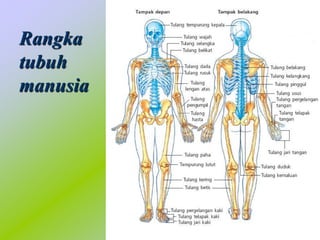 PPT SISTEM RANGKA.ppt