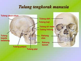 PPT SISTEM RANGKA.ppt
