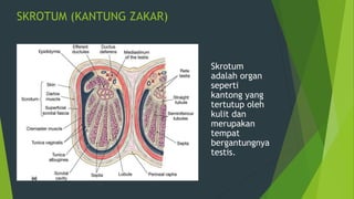 Ppt sistem reproduksi | PPTX