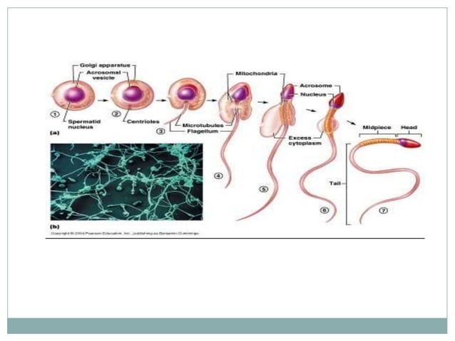 Power Point Materi IPA Sistem Reproduksi kelas 9.ppt