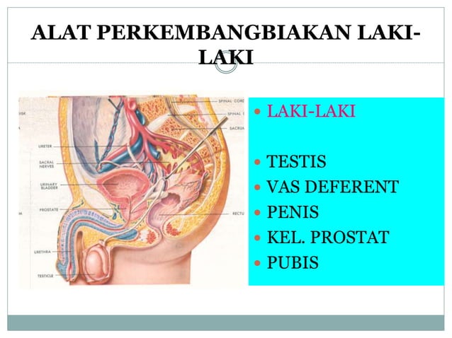 Power Point Materi IPA Sistem Reproduksi kelas 9.ppt