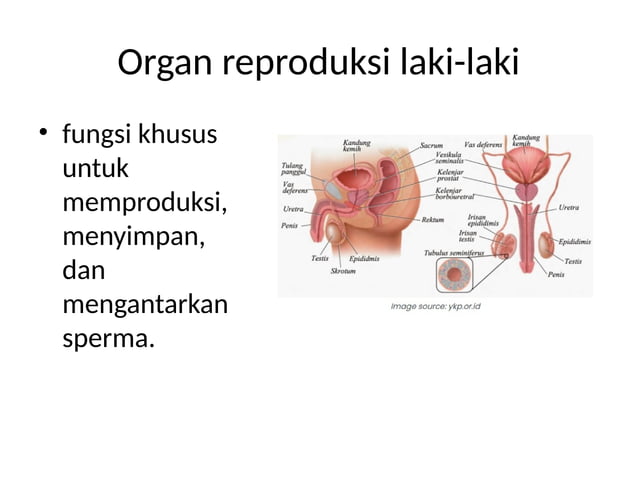 ppt sistem reproduksI BIOLOGI SMA kelas xi | PPTX