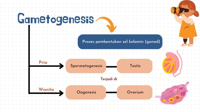 PPT Sistem Reproduksi (Gametogenesis).pdf