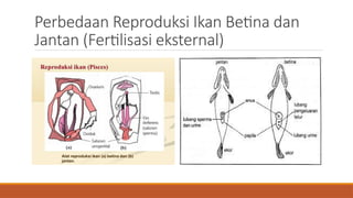 PPT SISTEM REPRODUKSI HEWAN KELAS 8 SMP. | PPTX