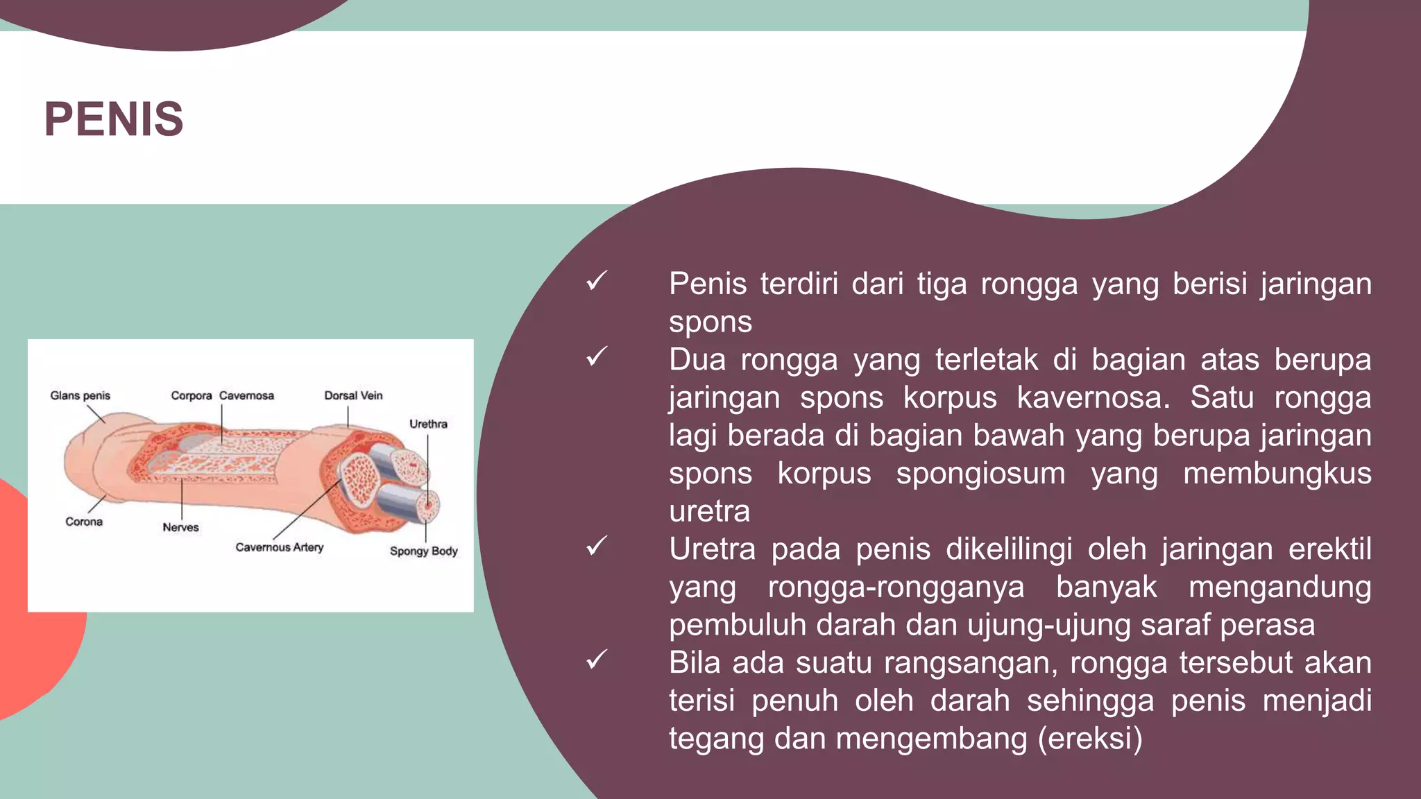 Ppt sistem reproduksi pria kel 4 | PPTX