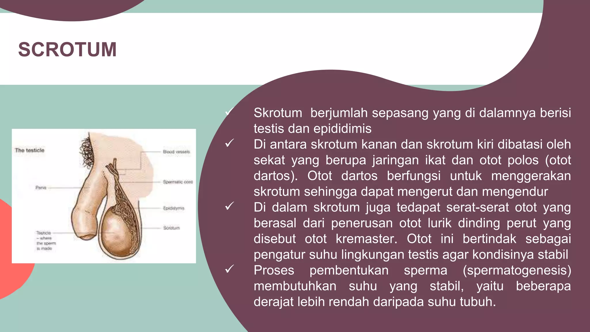 Ppt sistem reproduksi pria kel 4 | PPTX