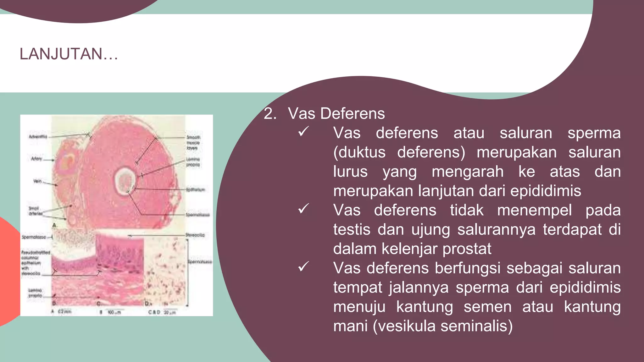 Ppt sistem reproduksi pria kel 4 | PPTX