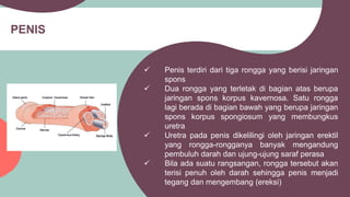 Ppt sistem reproduksi pria kel 4 | PPTX