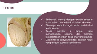 Ppt sistem reproduksi pria kel 4 | PPTX