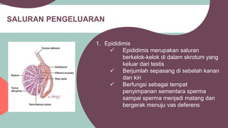 Ppt sistem reproduksi pria kel 4 | PPTX