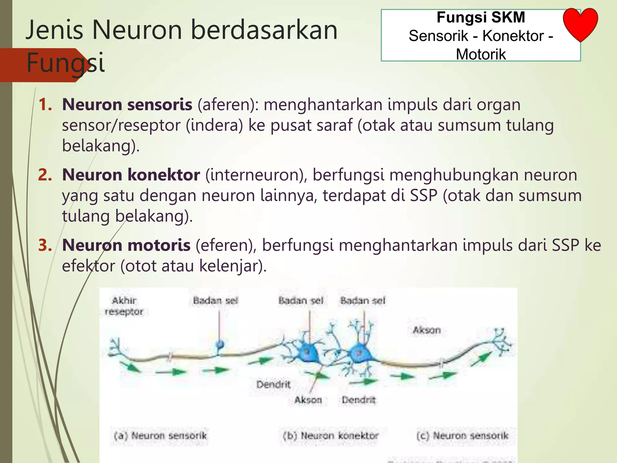 PPT Sistem Saraf 1.ppt